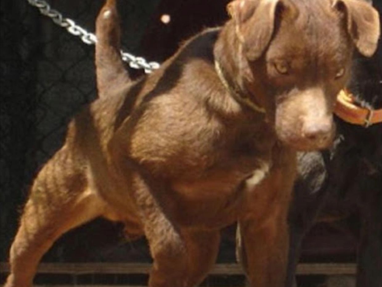 About | Patterdale Terrier Club of America